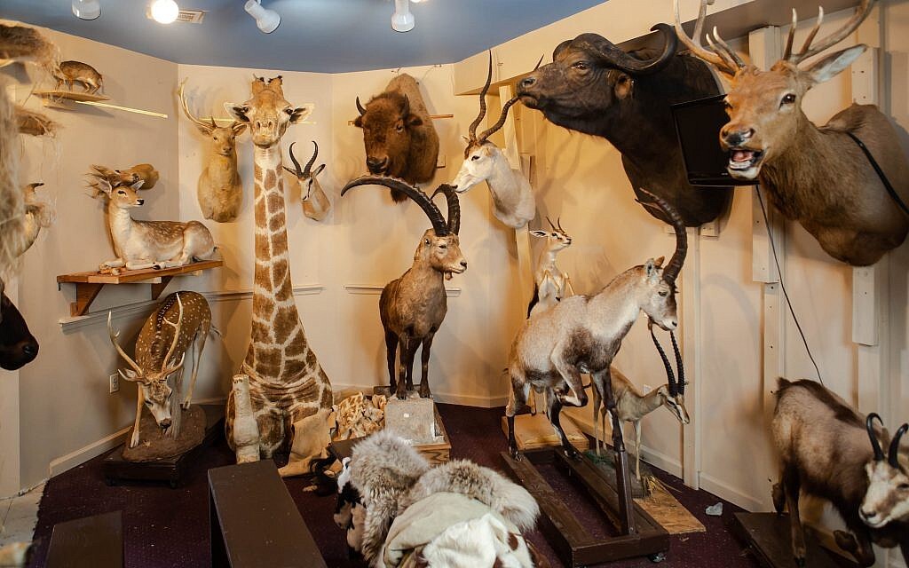 Visit Bihar Museum in Patna | Bihar Tourism