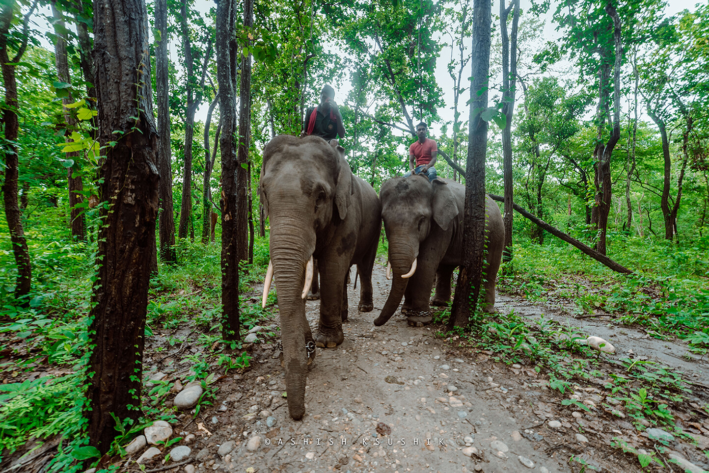 Valmiki Tiger Reserve in West Champaran | Bihar Tourism