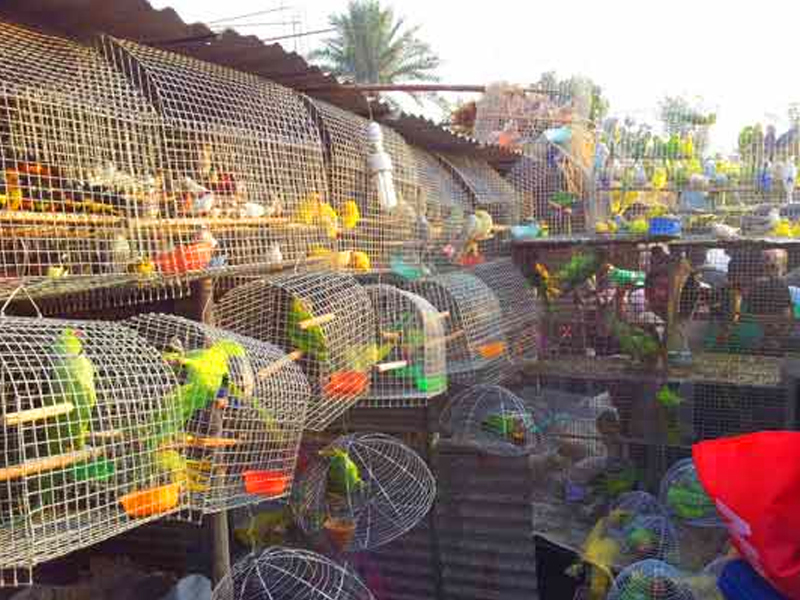 Sonepur Mela or Cattle Fair | Bihar Tourism